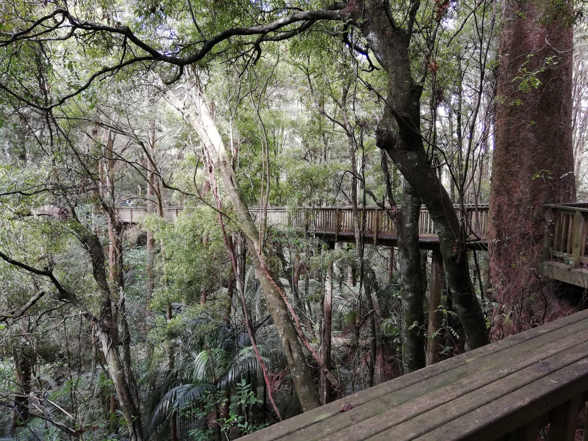 A H Reed Memorial Park - Freedom Mobility Ltd